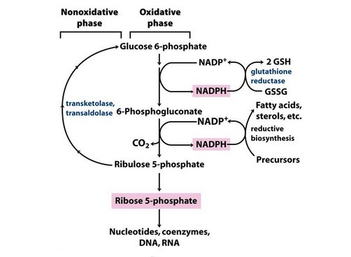 Health and Nutrition Corner: Pentose Phosphate Pathway