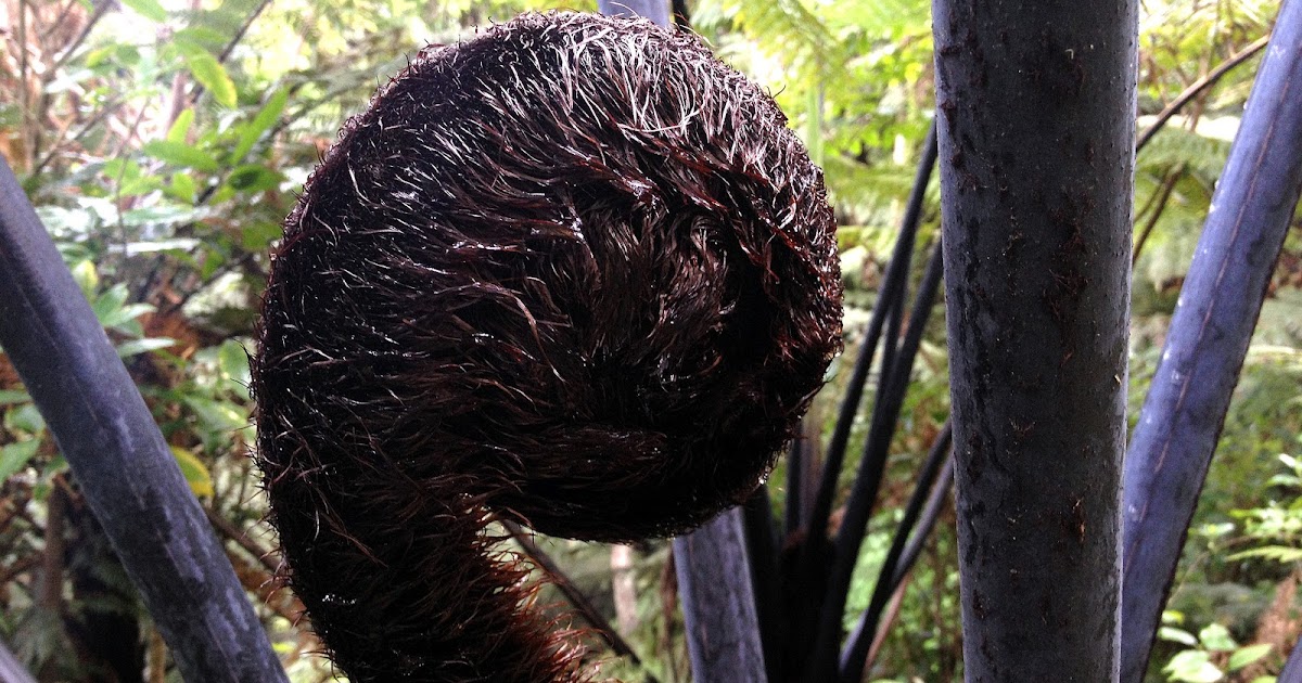 Botany word of the day : Palea: A chaffy scale or bract.