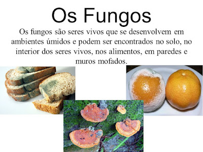 Fungos | Biologia: A ciência da vida