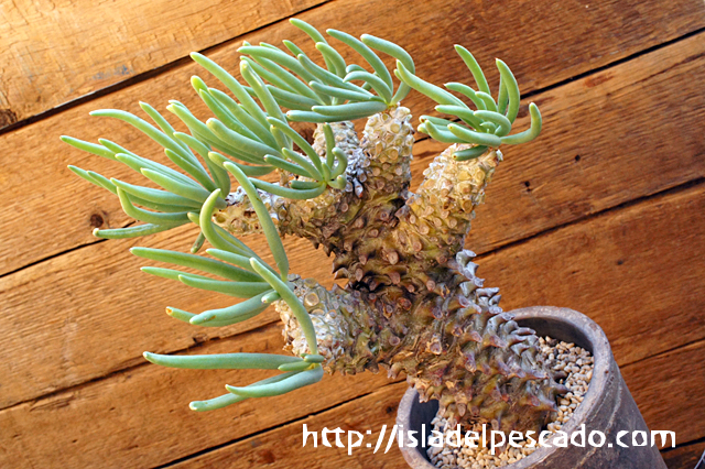 さかなの島: winter caudex