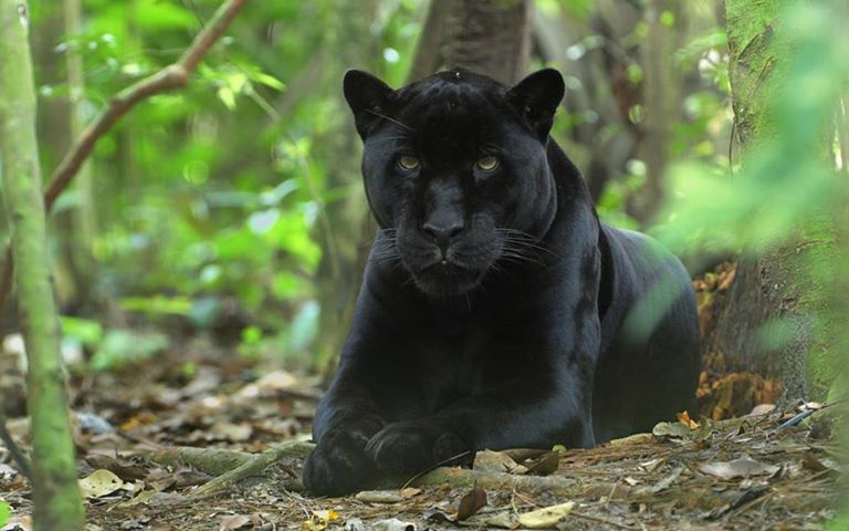CUENTOS E HISTORIAS DE LA SELVA: EL TIGRE NEGRO