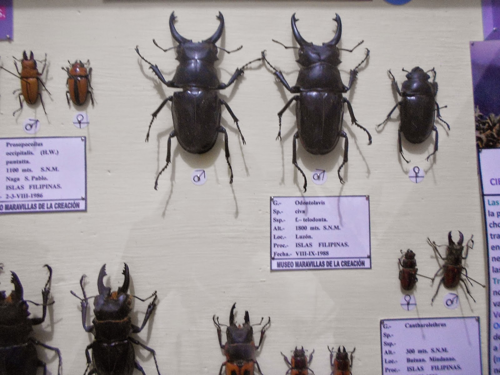 Insectos y Artrópodos Mexicanos y extranjeros: Importancia Ecológica de ...