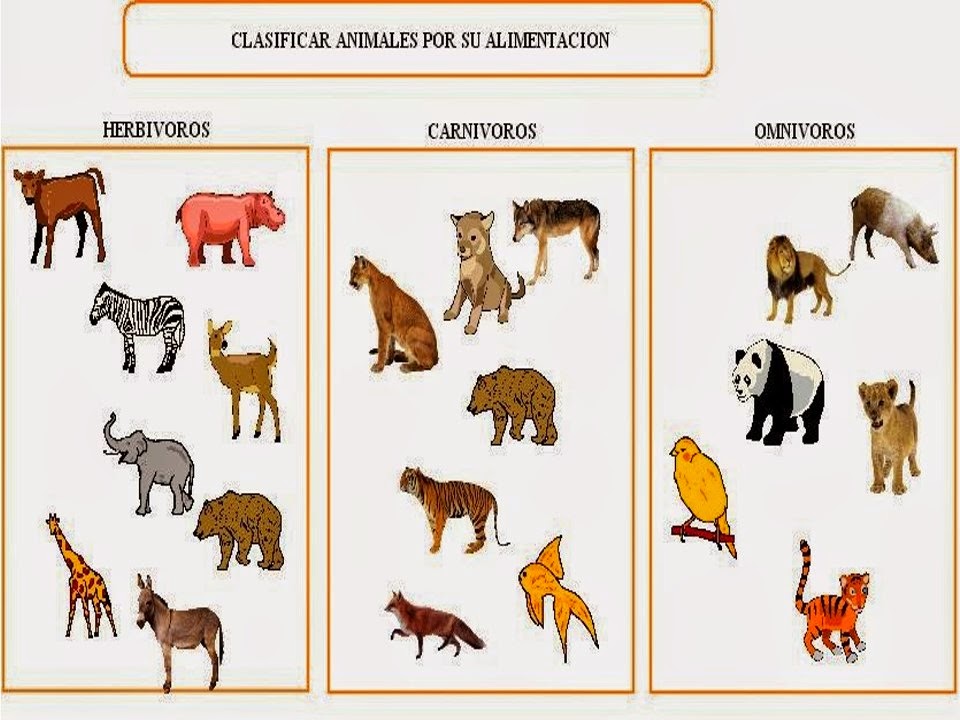 Animales Herbivoros Carnivoros Y Omnivoros Ejemplos CARNIVOROS Y