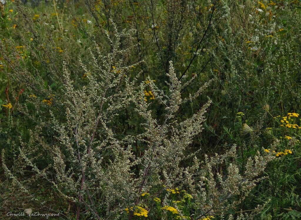 Chwile zaChwycone: Bylica pospolita i jej kwiaty