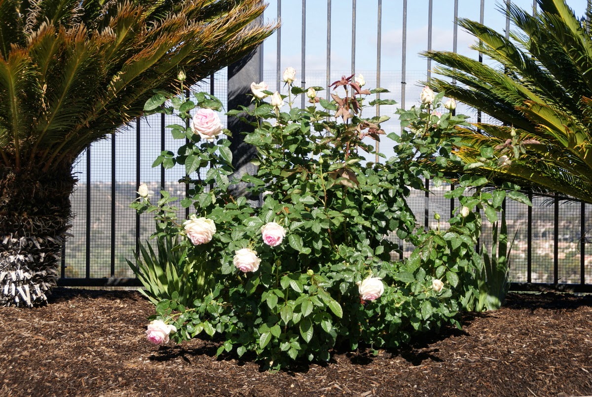 Organic Garden Dreams: March Roses