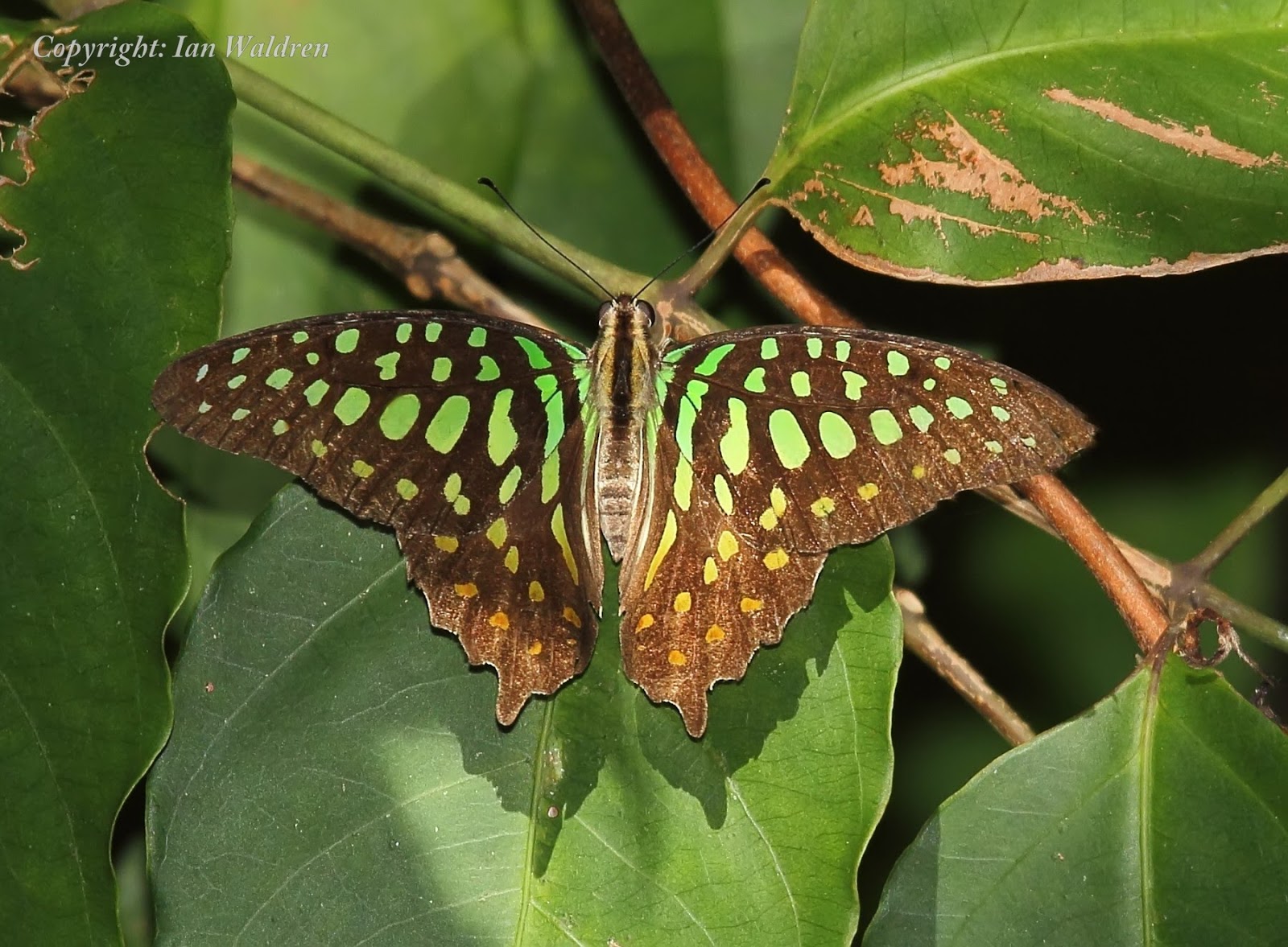 WILD TROPICAL QUEENSLAND: Butterflies