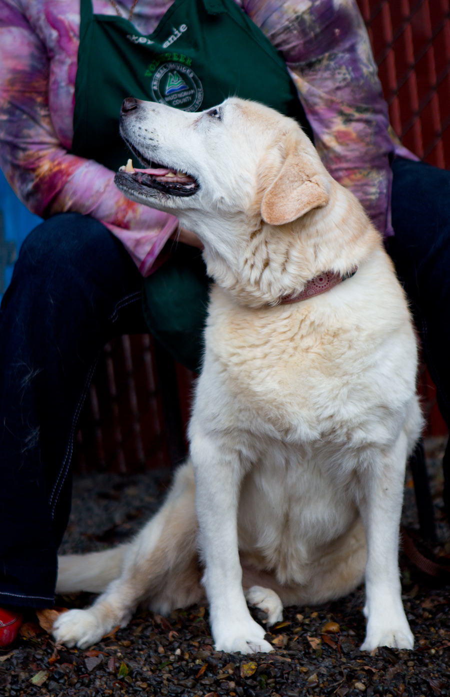 Shelter Dogs of Portland: "JULIE" darling senior Yellow Lab