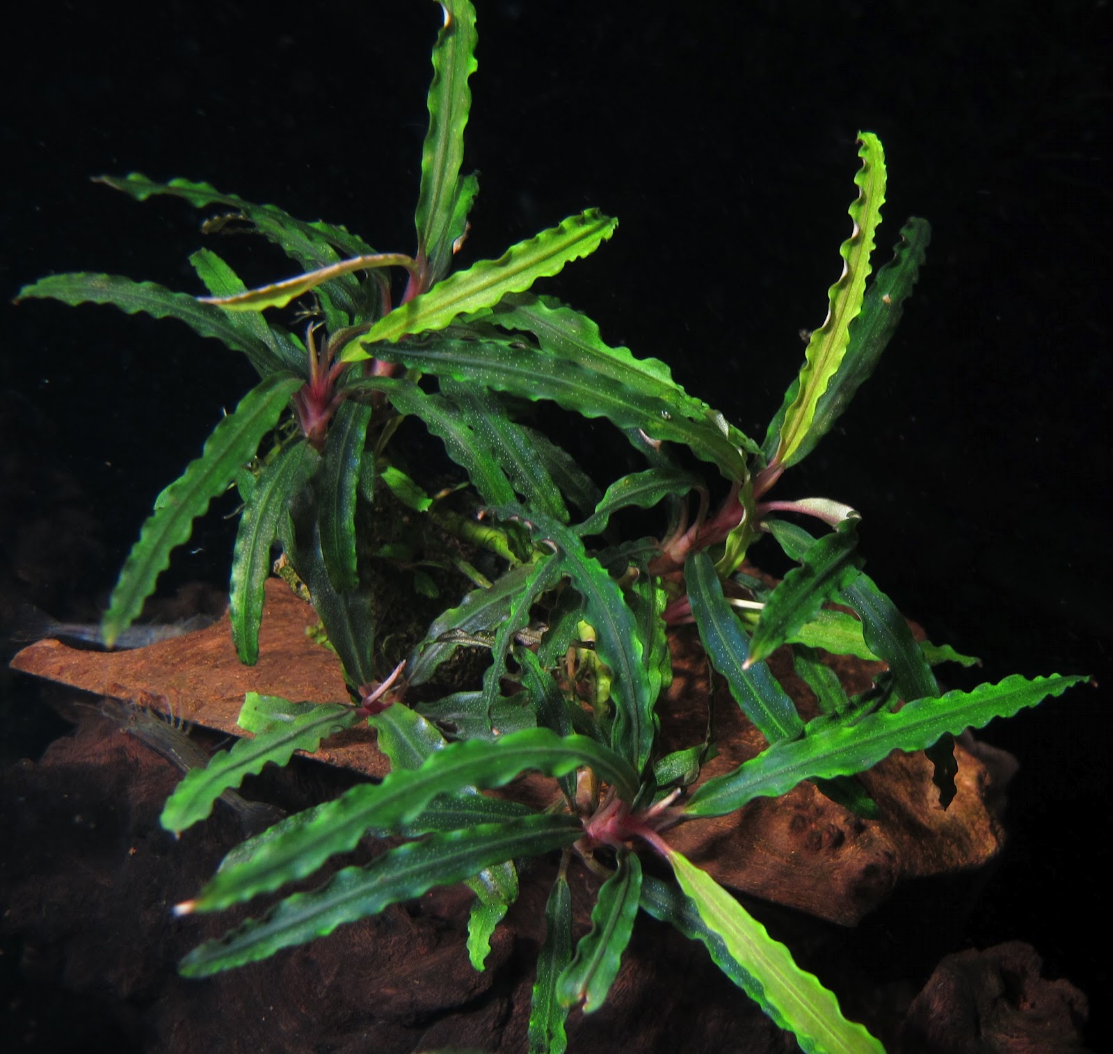 endemic plants: Bucephalandra sp. Velvet Leaf 1