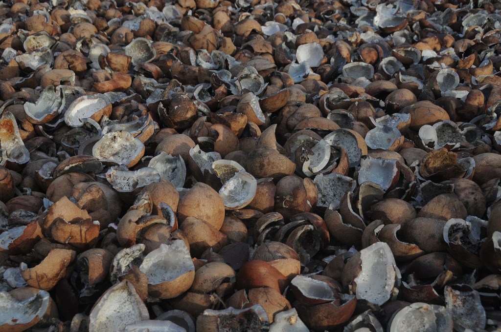 Sabay Dii: La récolte du coprah