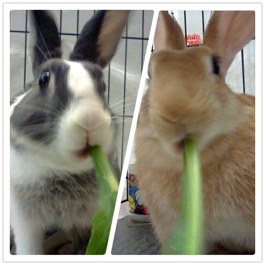 Fluffy And Bunny: Bunny and Fluffy Funny Faces