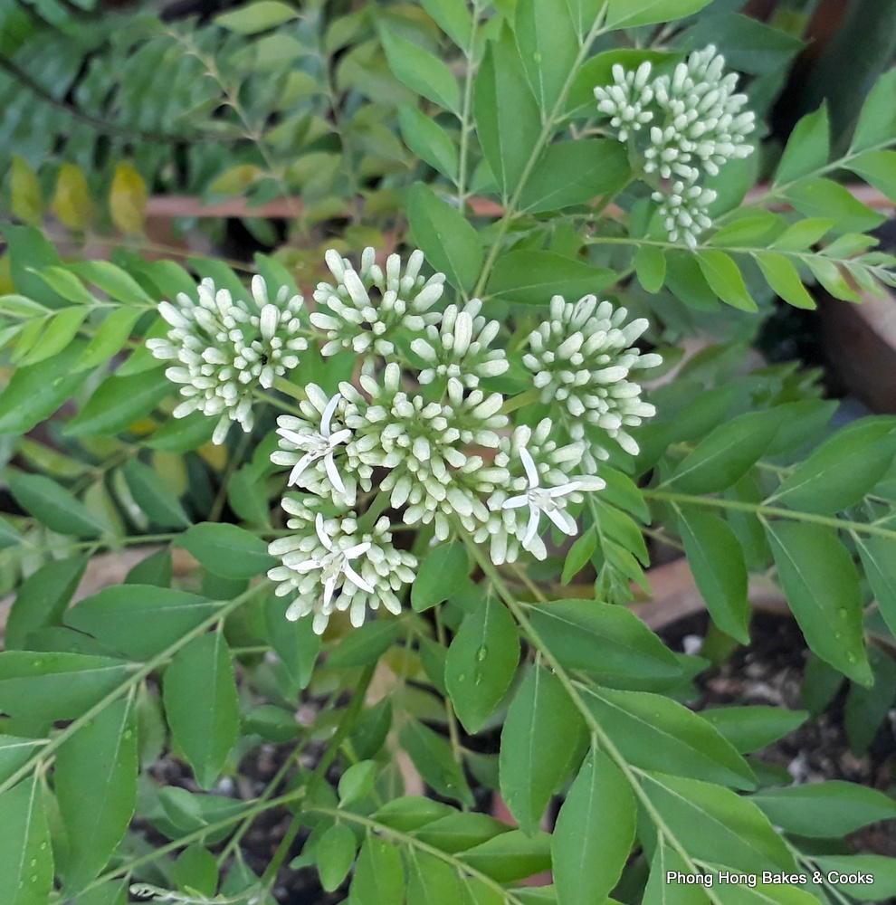 PH the Malaysian Carnivore: Curry Flowers Don't Smell Like Curry