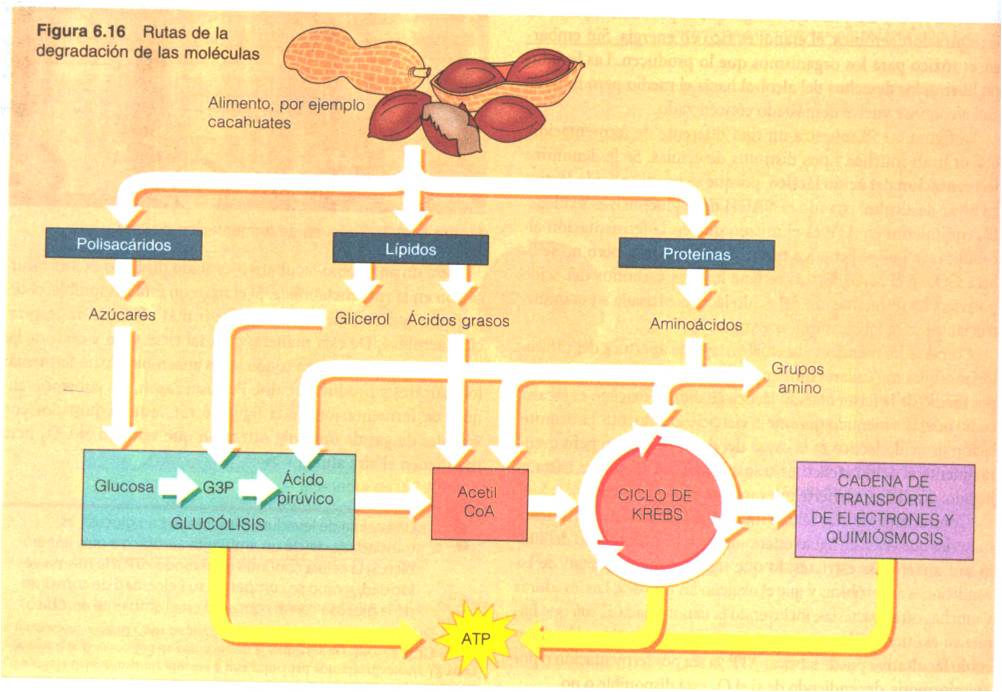 Biología Celular: RESPIRACIÓN CELULAR