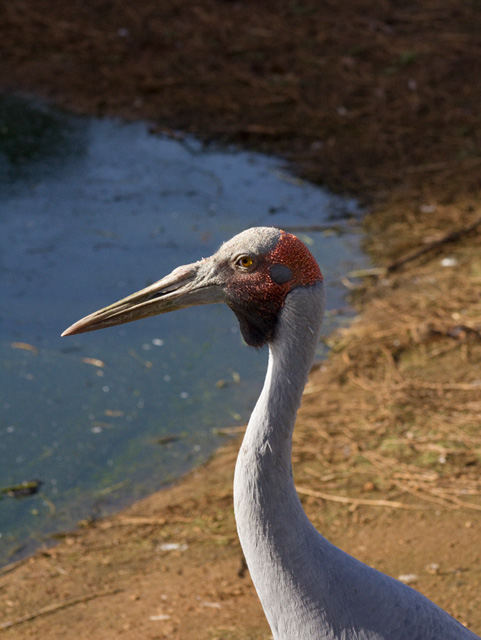 Barbara Oehring Photography: Dancing Brolgas