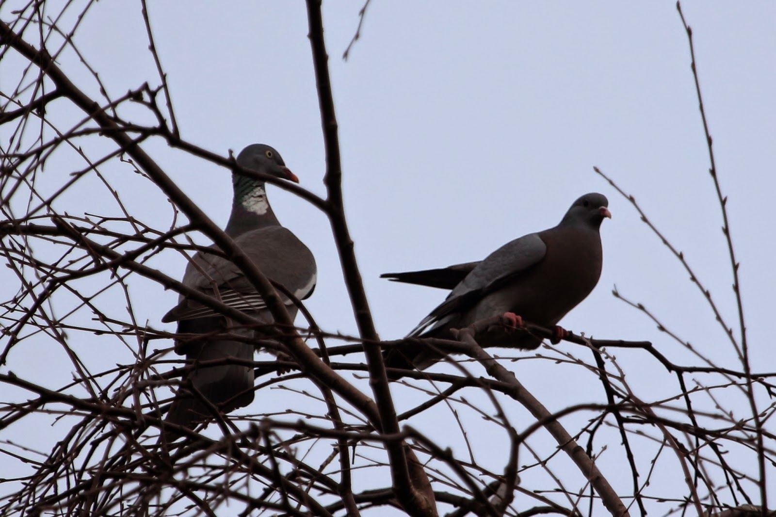 En liten sida om...Fåglelskådning, Vanlife, Resor, Natur osv ...