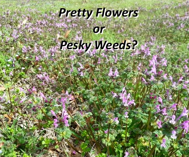 Living in the Peace Zone: Pretty Flowers or Pesky Weeds?