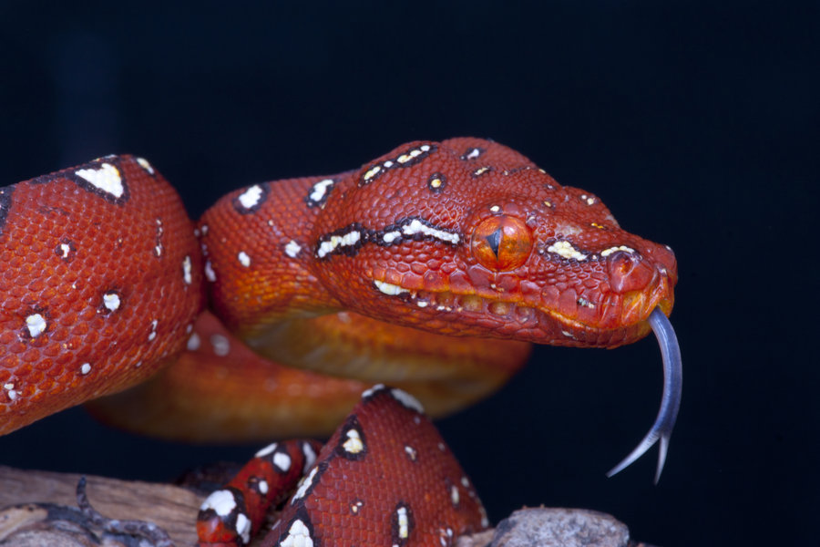 Our Beautiful World: Beautiful red snakes
