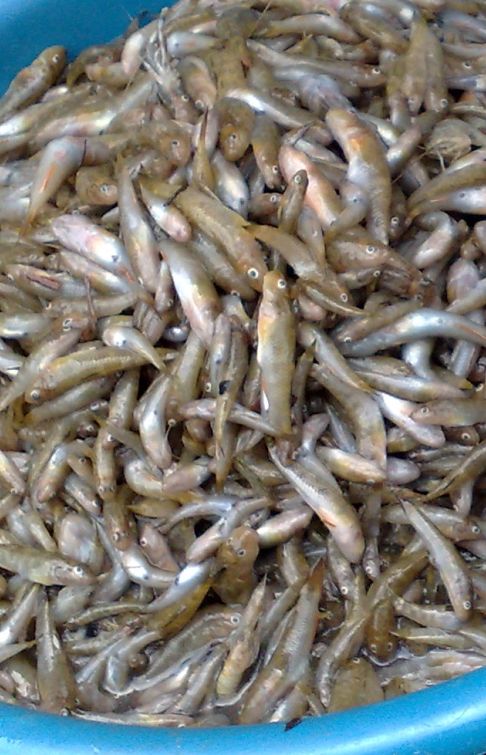 bunog/birut/bukto/palileng, mullet/goby fish ~ PINAKBET REPUBLIC