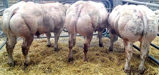 ASOCIACION ECOLOGISTA RIO MOCORETA: RAZA BOVINA BELGA AZUL