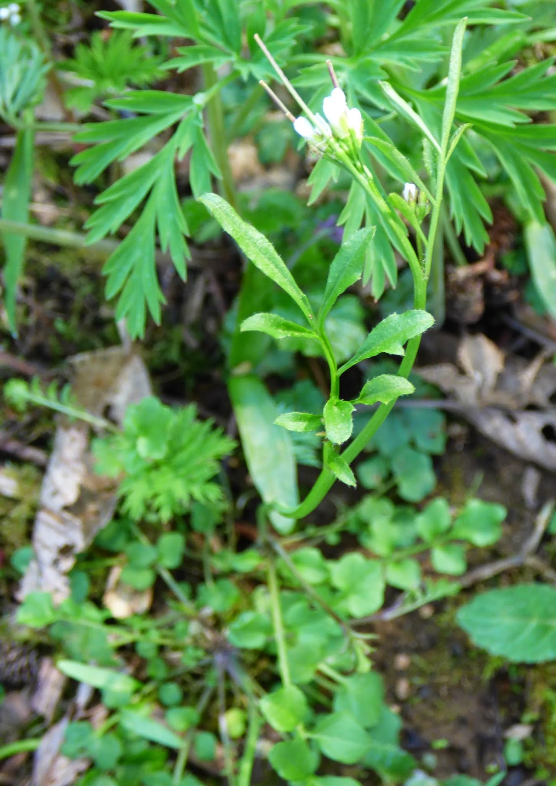 Wildflowers: Toothworts