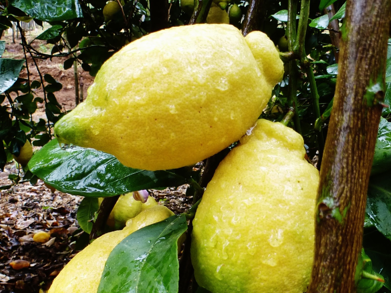 VITO VITELLI agronomo: LIMONE “VERNA” (Citrus limon). IL LIMONE DELL'ESTATE