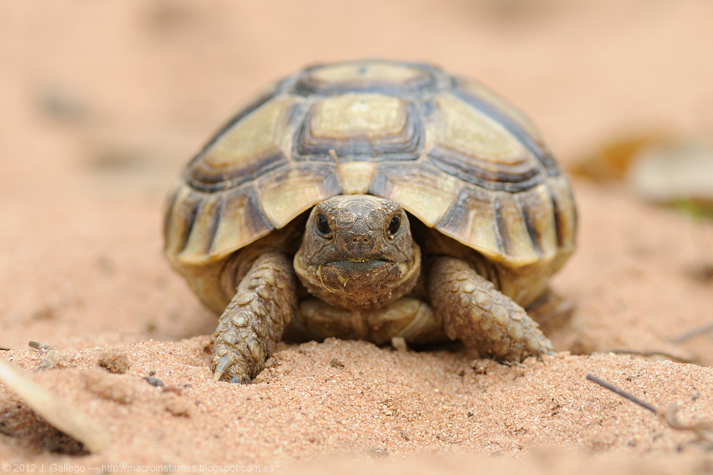 macroinstantes: Tortuga mora (III)