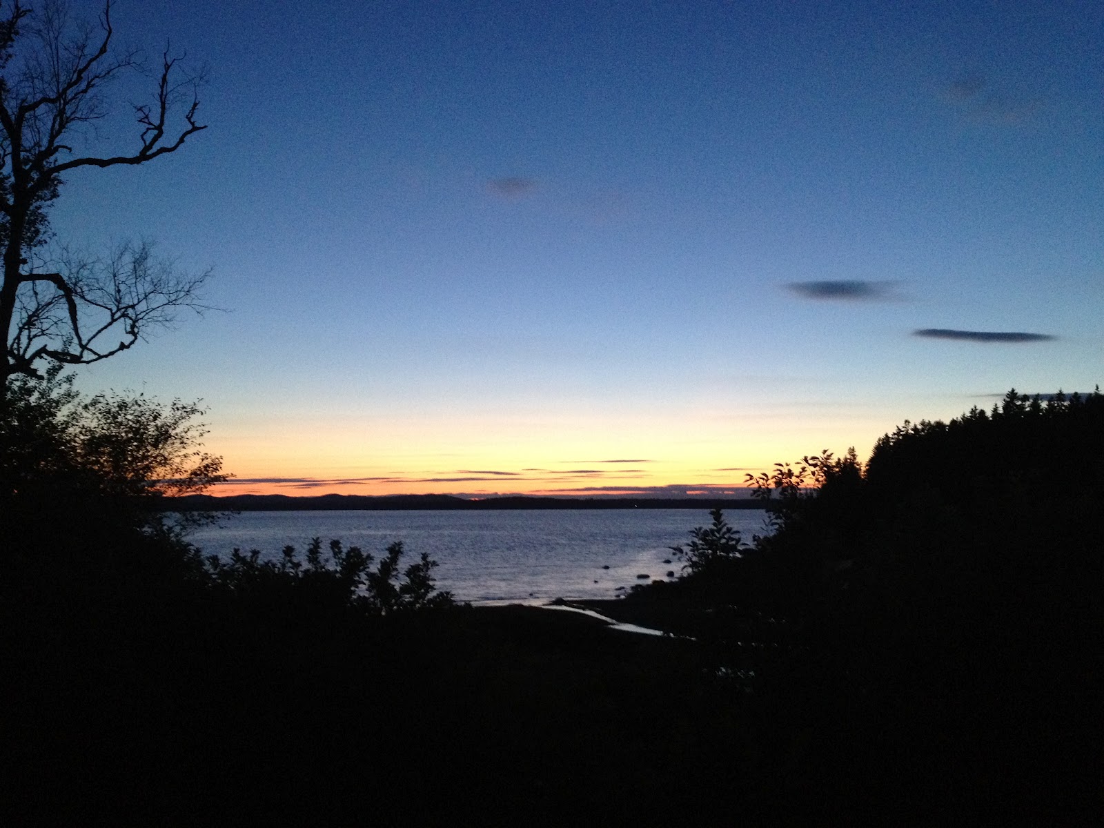 Have You Ever Picked A Carrot?: Wild Maine Blueberries: The King of Fruits