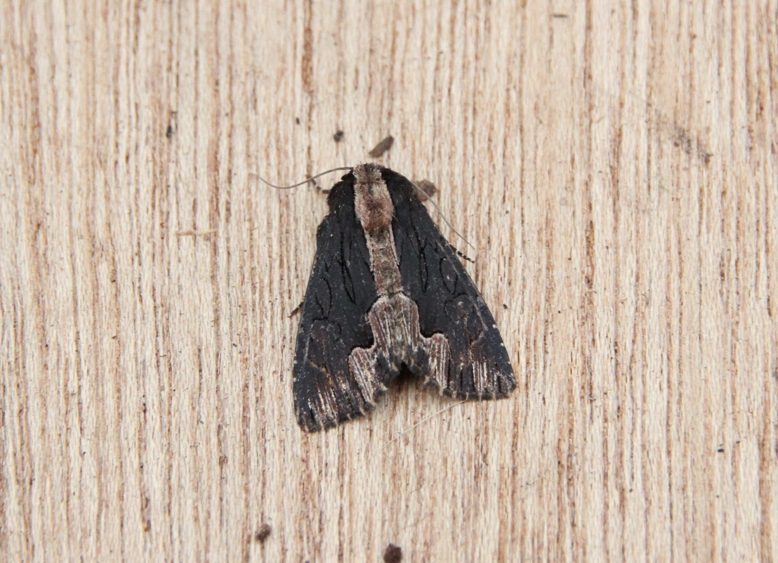 Wilde About Birds: My First Go At Moth Trapping