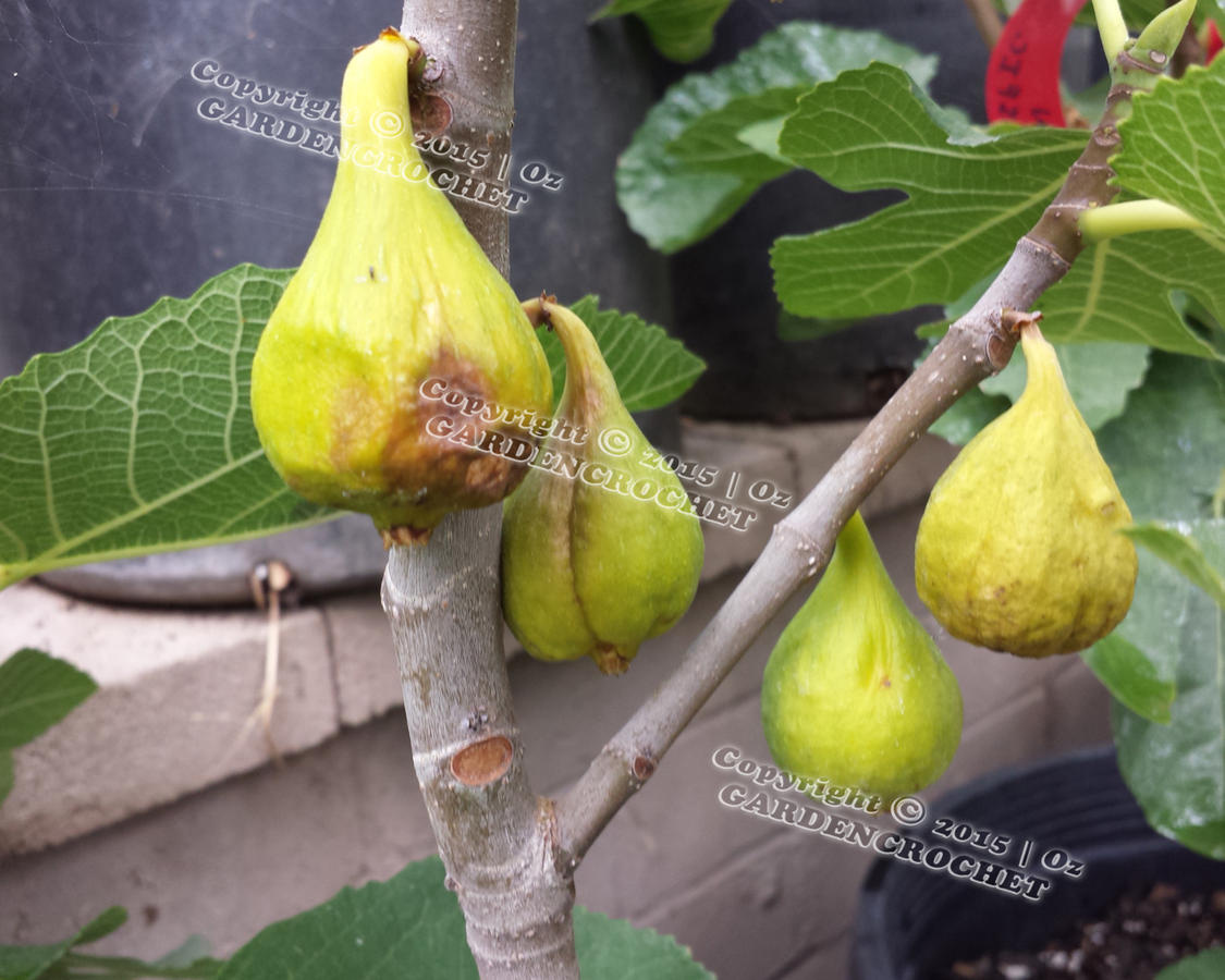 Capri Stanford Fig - Var Tin