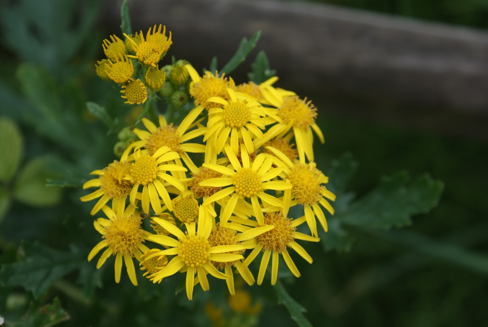 HORTA À PORTA: SENECIO JACOBAEA (TASNEIRINHA, RAGWORT, SÉNEÇON JACOBÉE ...