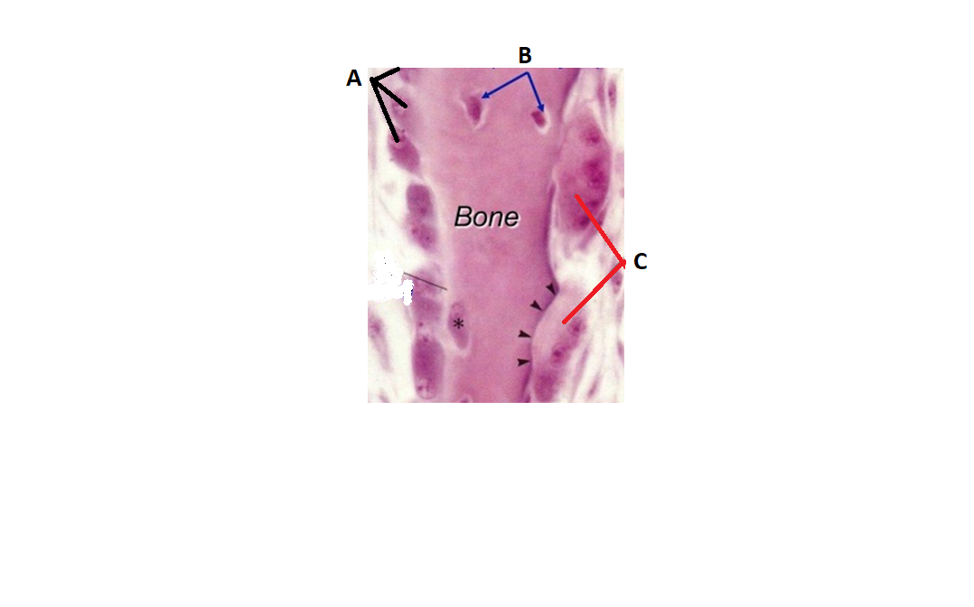 easyhumanatomy: Summary of osteoblast : bone forming cell of skeletal ...
