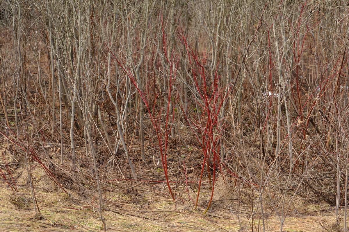 Woods Walks and Wildlife: Colorful Twigs and Newts (and a Bonus Owl)