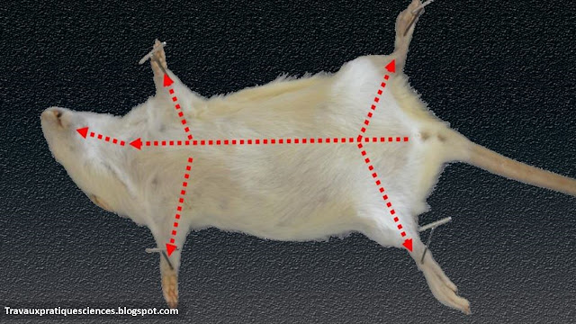 DISSECTION ET ANATOMIE DU RAT