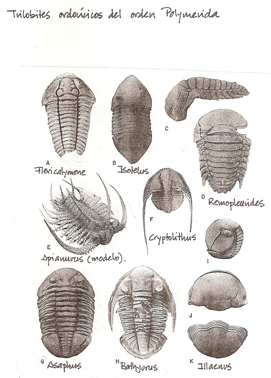 EL PALEOANTROPOLOGO DESPISTADO