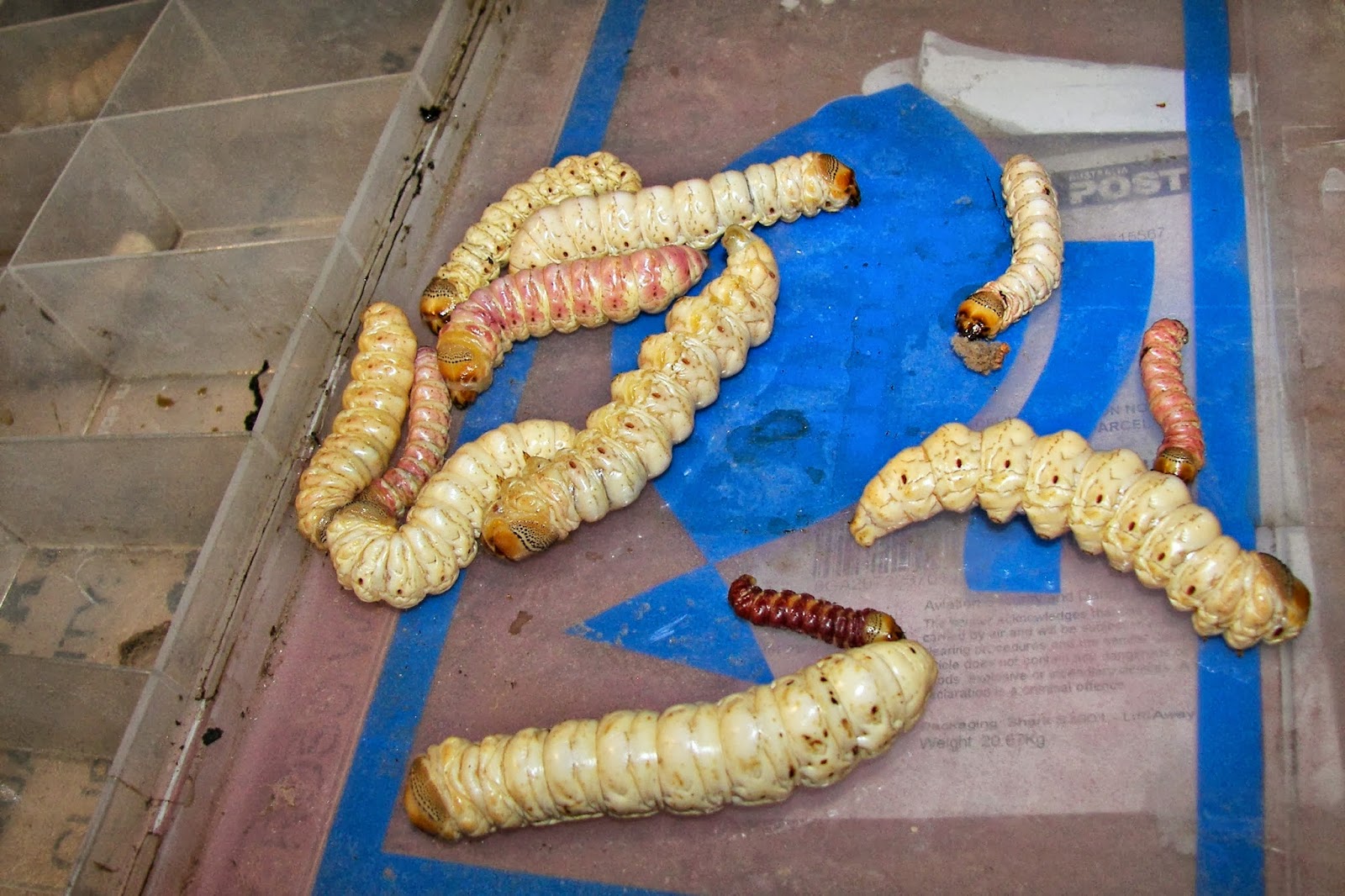 Bright Side Up: Boys And Things That Wriggle