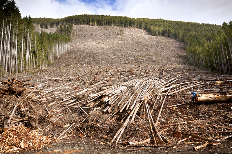 Deforestation ~ Earth Issues