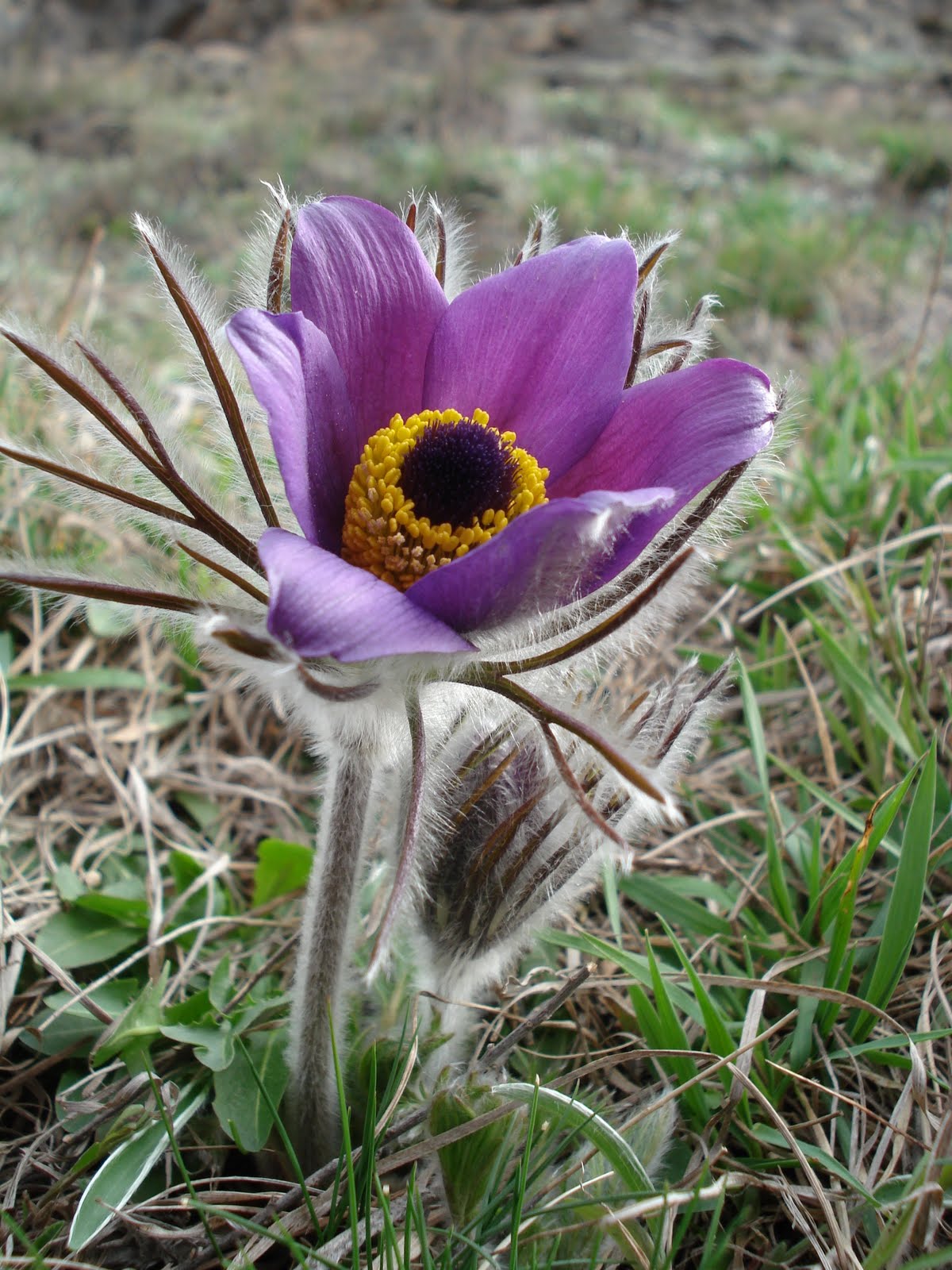 Frumusetile naturii: Deditel vanat (Pulsatilla balcana)