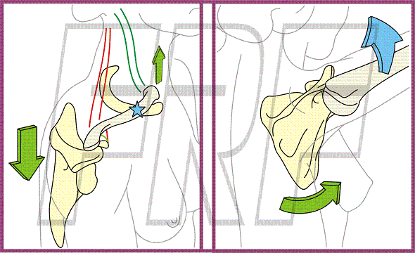 Fisiohipótesis: 8-Movimientos de la escápula.