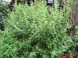 Gastronomia Peruana: LA MUÑA