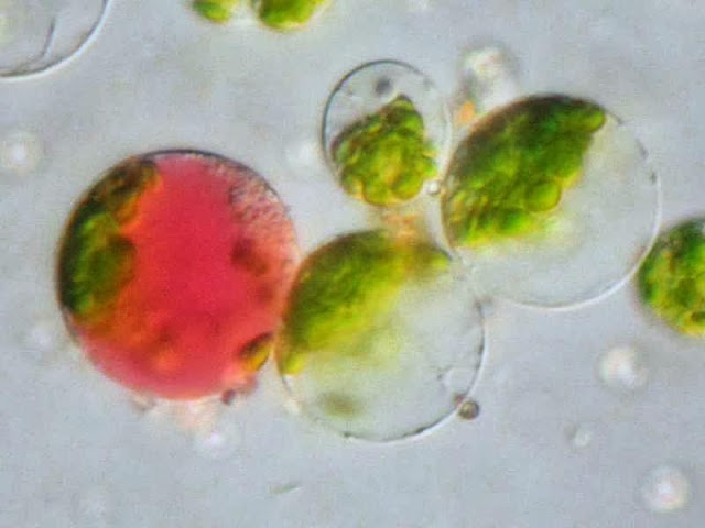 Prace szkolne: Biologia - Plastydy