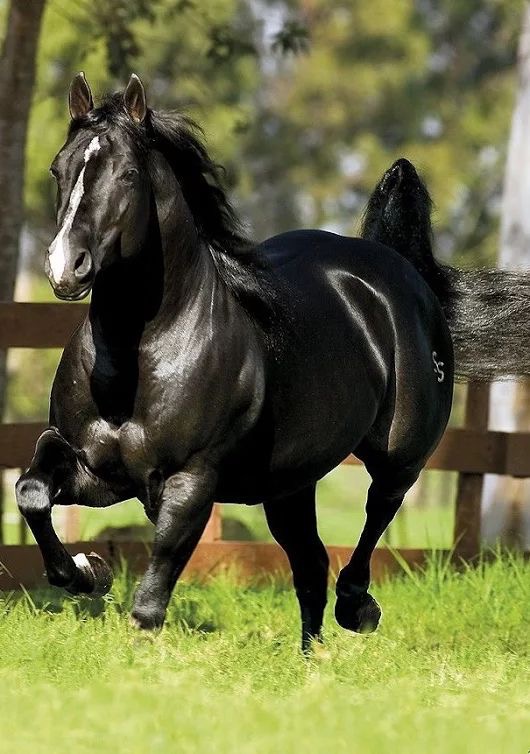 Cavalos | Belas Imagens de Cavalos