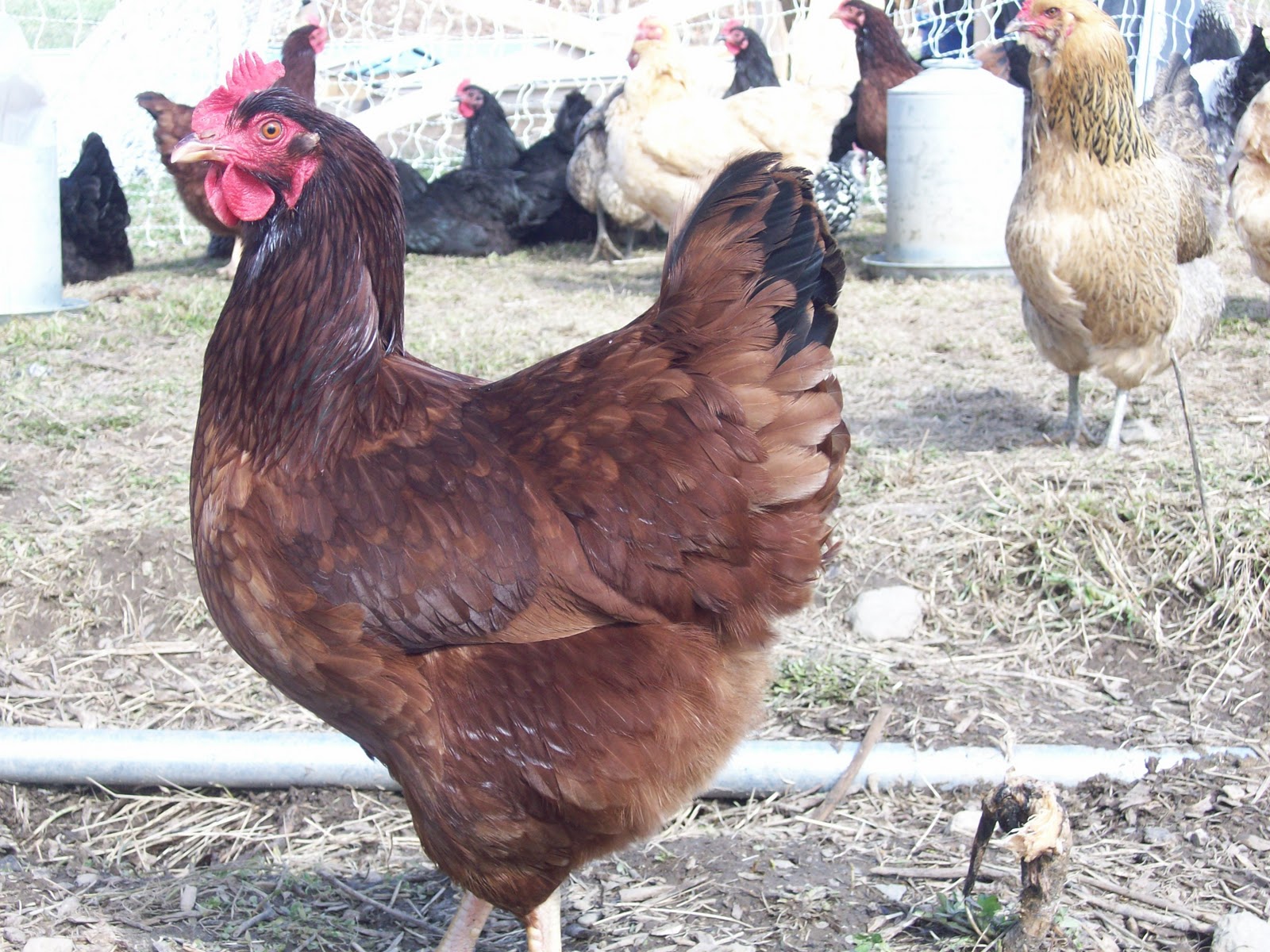 Parker Family Farm: Real Eggs from Real Chickens