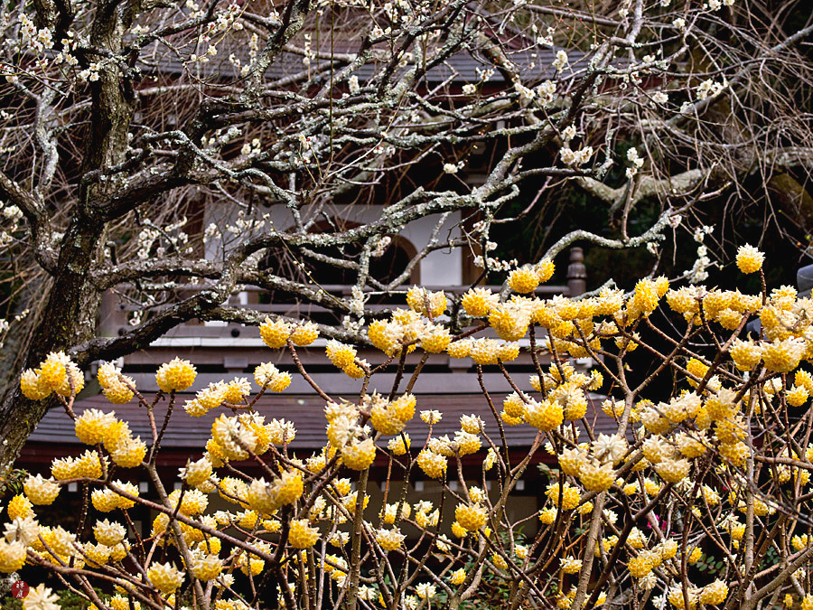 FROM THE GARDEN OF ZEN: Mitsumata (Edgeworthia chrysantha）flowers in ...