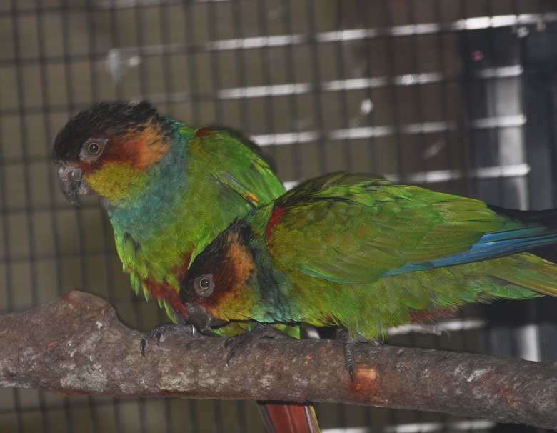 ZOOTOGRAFIANDO (6.057 ANIMALS): COTORRA TIRIBA / OCHRE-MARKED PARAKEET ...