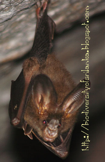 Biodiversity of Sri Lanka: Long-eared false vampire bat/ කොටිකන් වවුලා ...