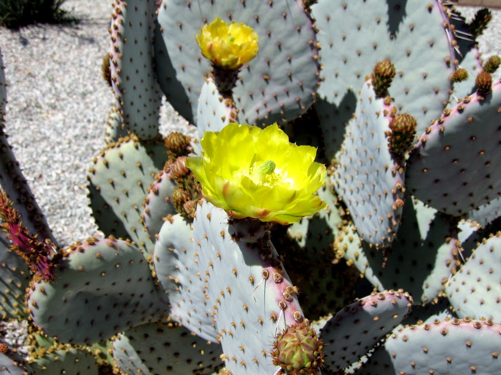 Koleksi Tanaman Hias: Bunga Kaktus (Cactus Flowers)-part1