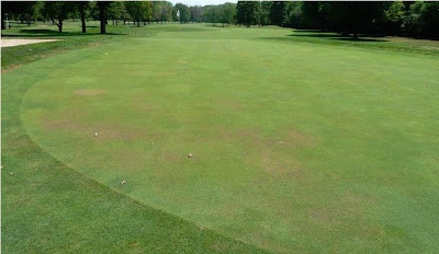 Turf Scouting Report, July 27th | Naperville Country Club Green Department