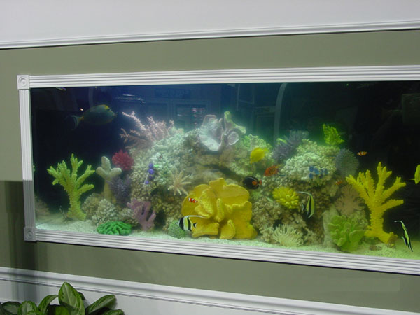 Discus: Custom Aquarium Installation