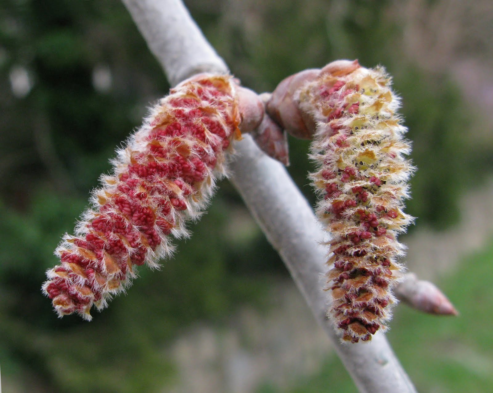 Flores y Palabras: Flor de álamo