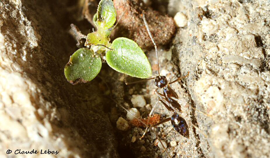 fourmis de Cuba- Hormigas de Cuba- Ants of Cuba: Paratrechina longicornis