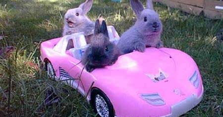 Funny and Wild Animals : Funny Animals Driving